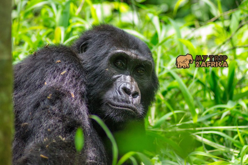 Gorilla Trekking in Uganda vs. Rwanda: A Complete Guide Introduction ...